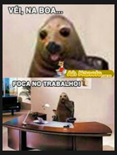 Foca no trabalho - Status e Imagens